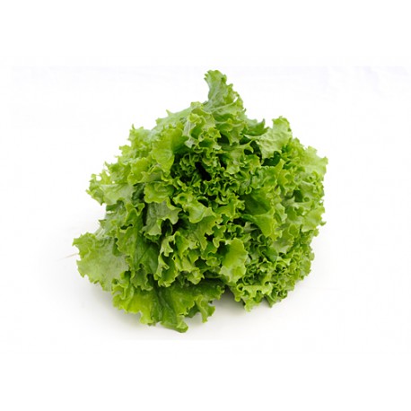 Lechuga Crespa (u.) - Tierra Verde